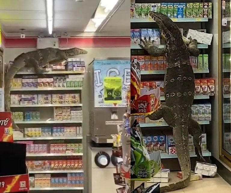 Viral Video: Giant monitor lizard on a shopping spree