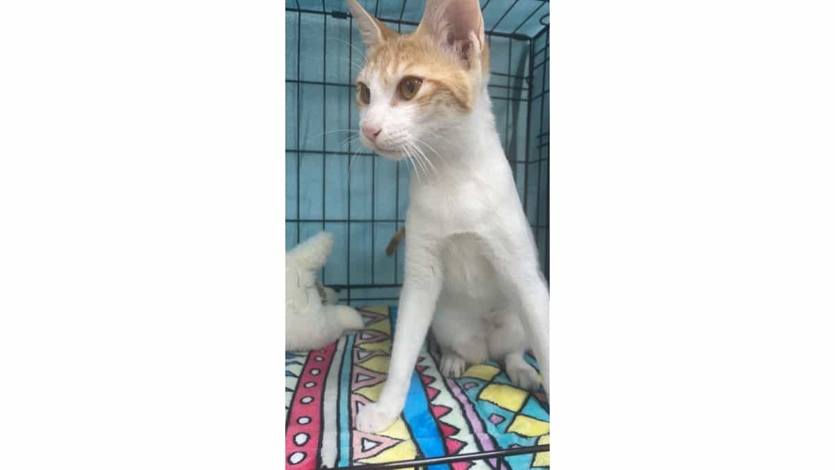 Find your furry little friend for life at Adoption Day Dubai every Sunday