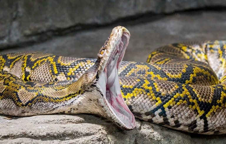 Dead Indonesian woman found in giant python