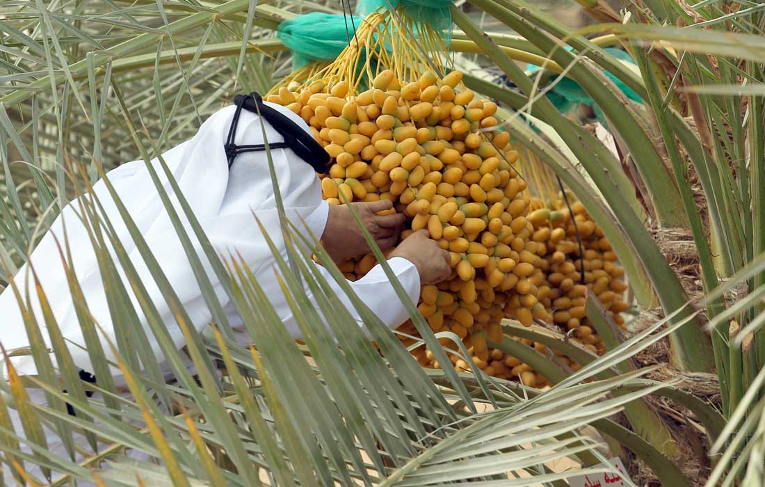 Tabasheer Al-Rutab: UAE honours first date palm tree harvest