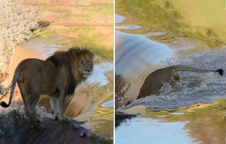 Tourists actions cause lion to fall off a waterfall in Kruger Park