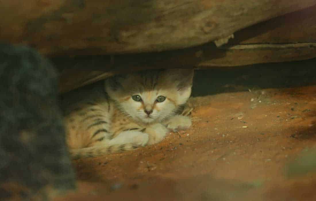 Al Ain Zoo conservation success with birth of Arabian Sand Cat