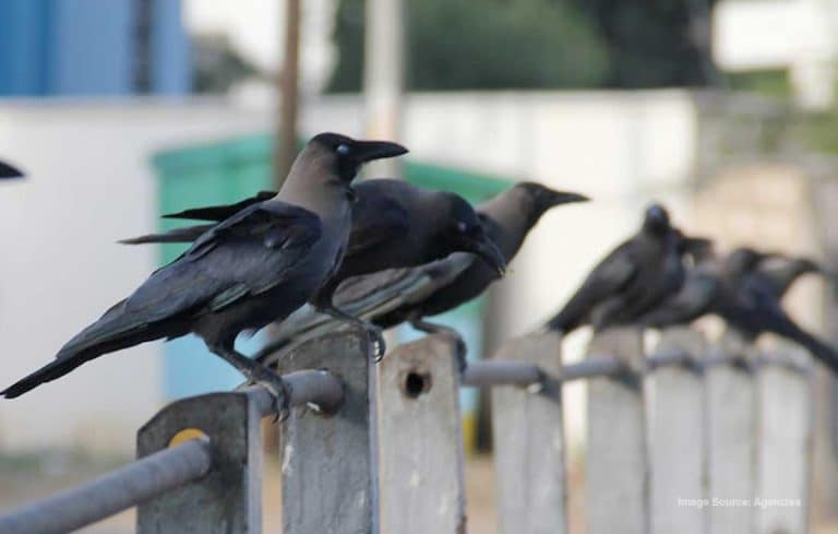Millions of Indian crows facing death sentence in Kenya