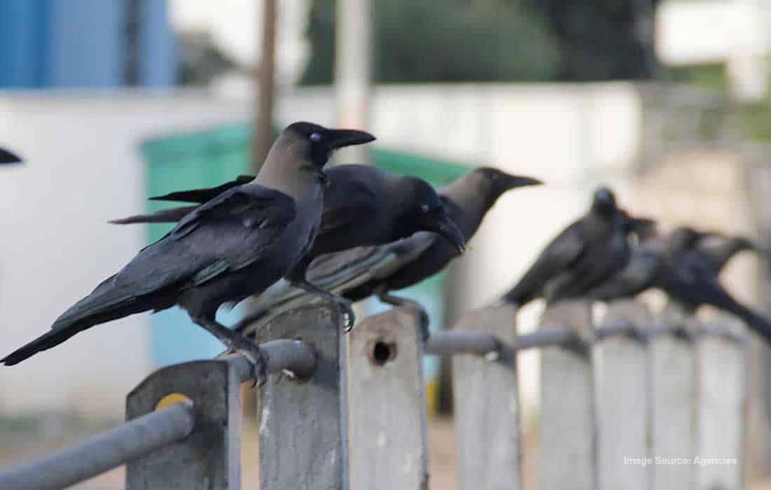 Millions of Indian crows facing death sentence in Kenya
