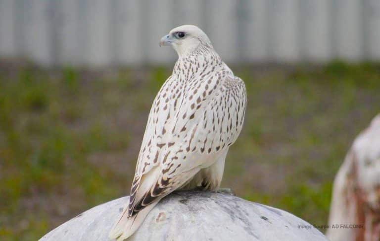 ADIHEX announces the most beautiful falcon in Falcon Contest