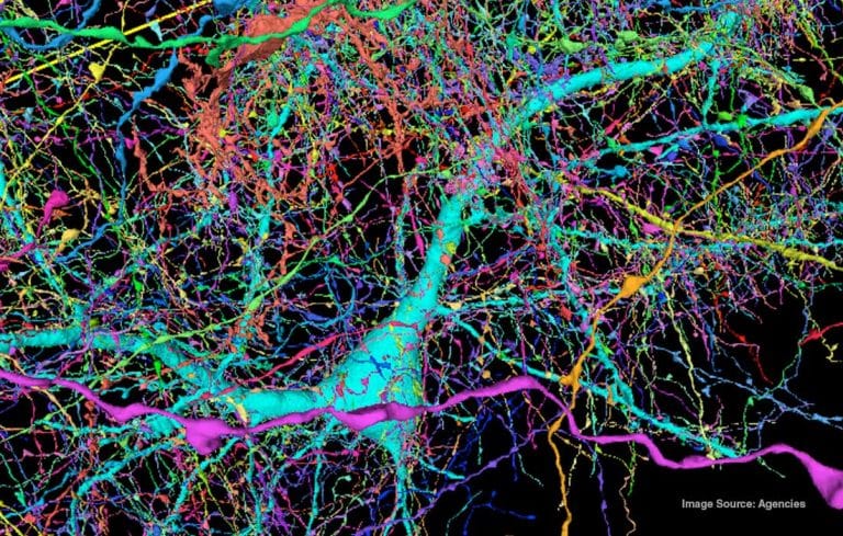 Harvard and Google create most detailed 3D Map of Human Brain