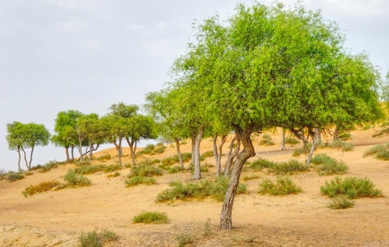 Initiative launched to plant over 1,000 Ghaf trees in Al Wathba