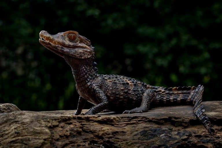 Green Planet Dubai Expands with Exotic Birds & Dwarf Crocodiles