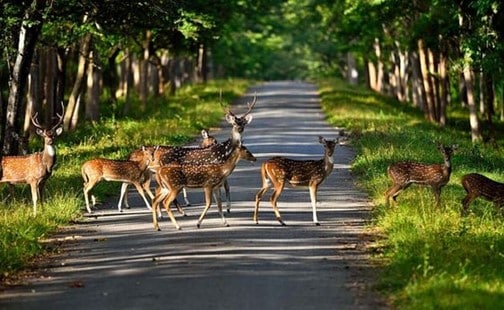 Leadership Lessons from the Leopard