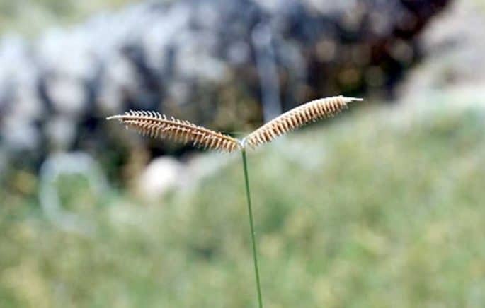UAE scientists discover three new plant species in Sharjah