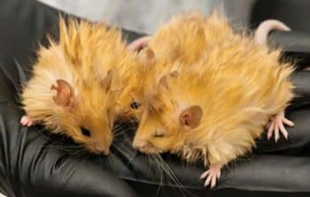 Woolly mice experiment brings mammoth revival closer