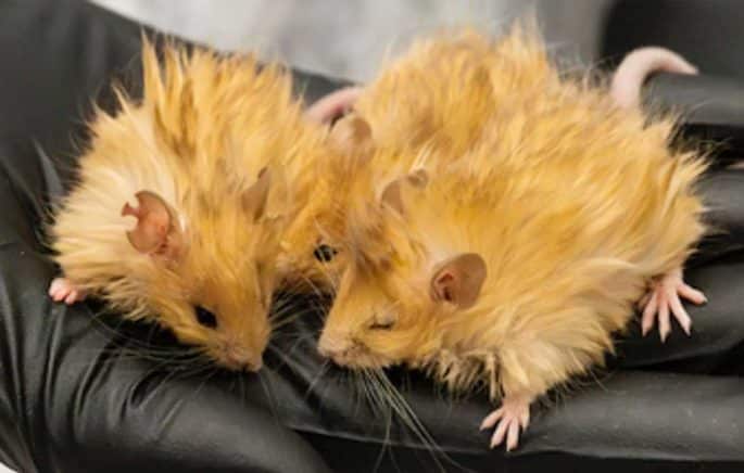 Woolly mice experiment brings mammoth revival closer