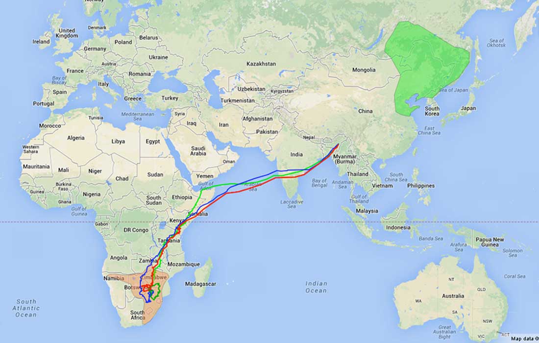 Amur Falcon migration stuns with 3,100 km flight