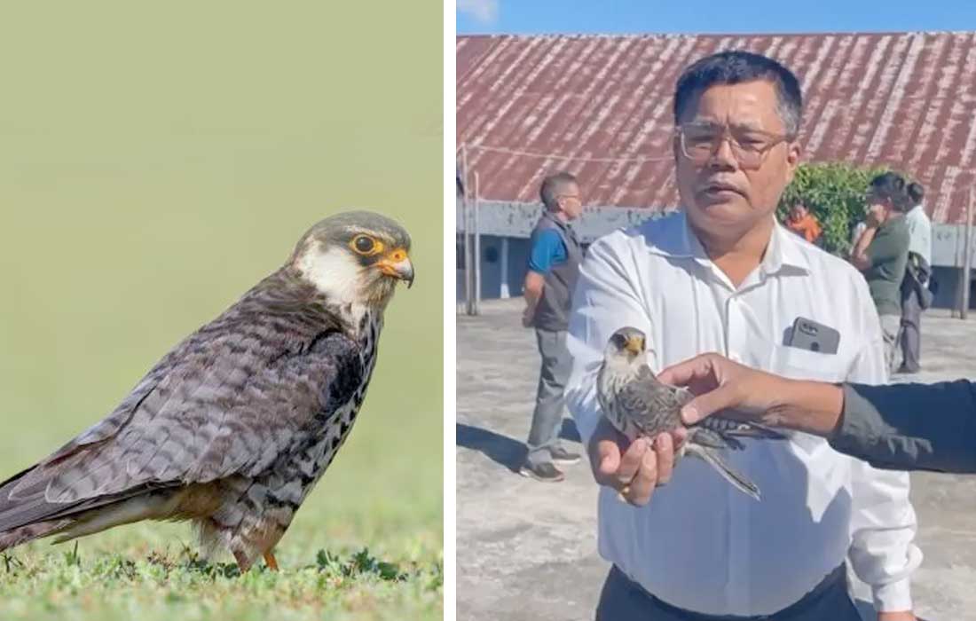 Amur Falcon migration stuns with 3,100 km flight