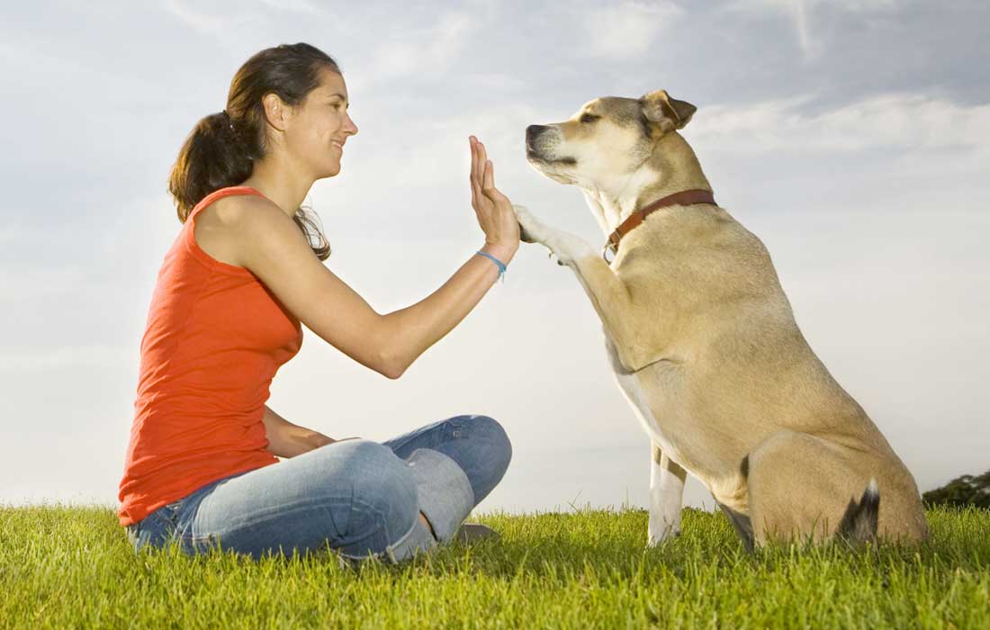 This wild evolution is turning dogs into emotional humans