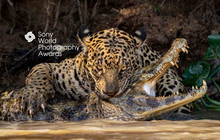 Sony photography awards 2025 now open for free entries