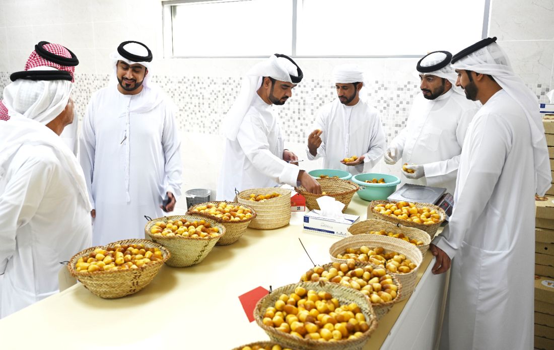Al Dhaid Festival Uses AI for Judging Dates in UAE First