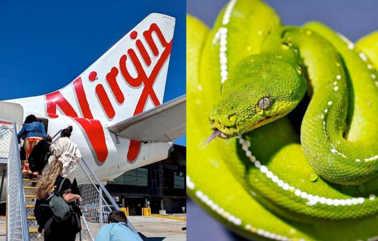 Snake delays Virgin Australia flight at Melbourne