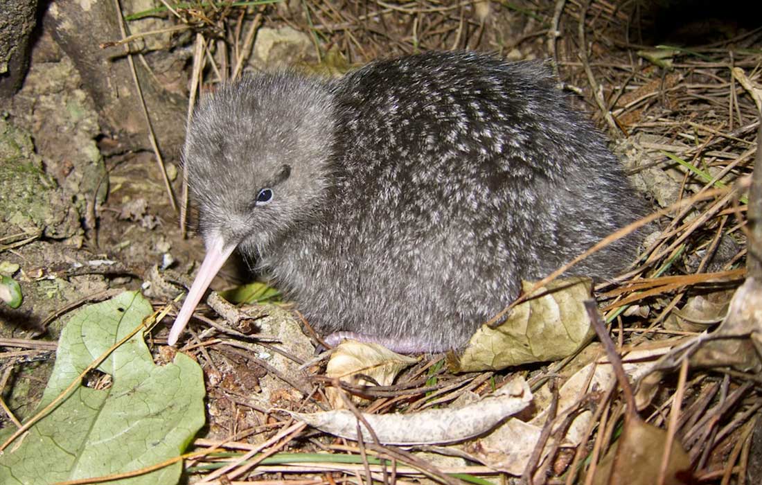 Rare kiwi pukupuku spotted in mainland New Zealand after 50 years
