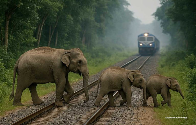 West Bengal train tragedy kills 3 elephants