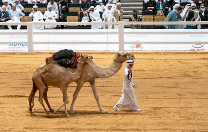 ADIHEX Camel Auction hits AED1.7m sales