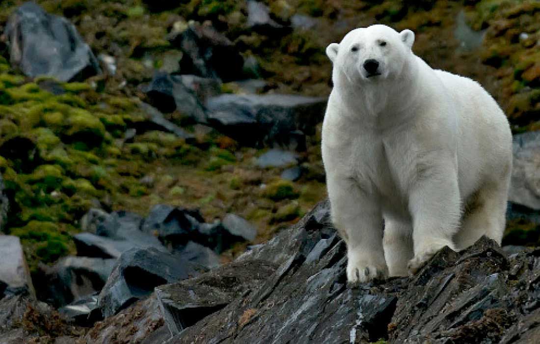 Europe environment report 2025 warns decline