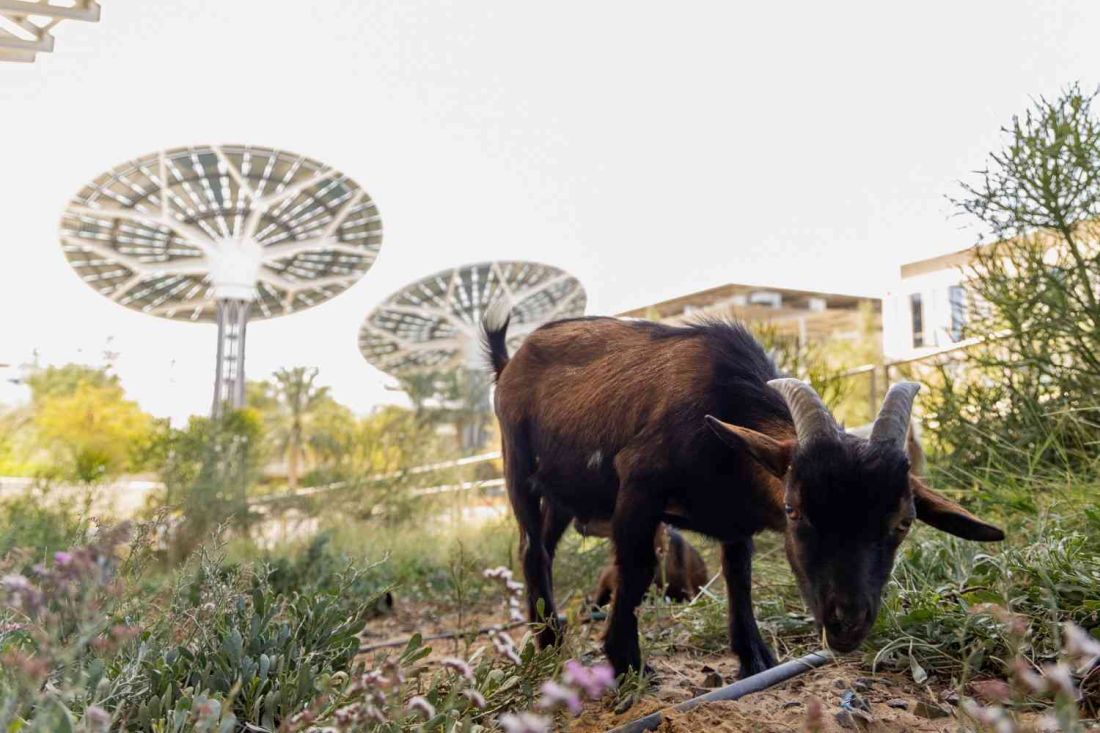Goat Festival at Expo City Dubai returns