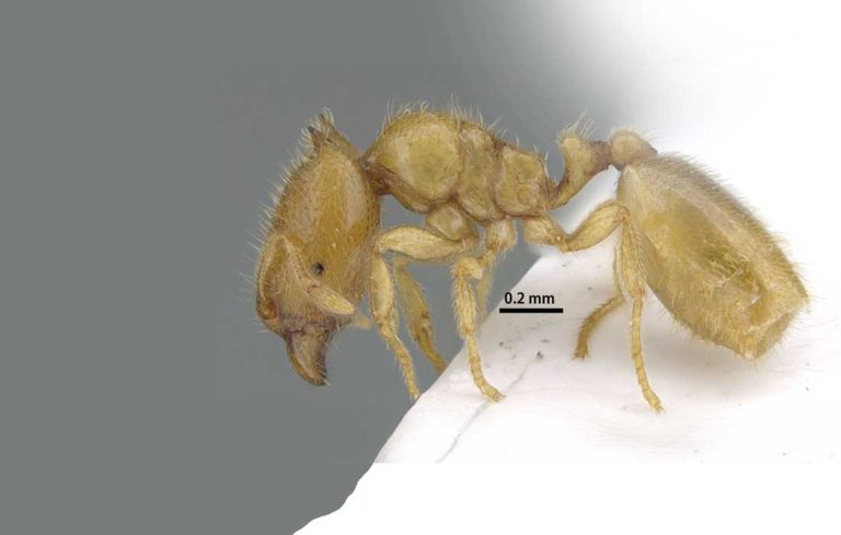 Sharjah discovers rare ant Carebara Sharjahensis