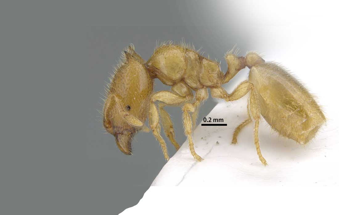 Sharjah discovers rare ant Carebara Sharjahensis