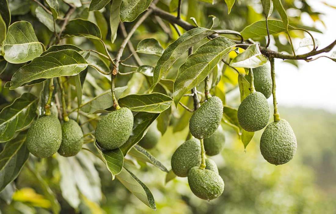 India to get first homegrown batch of Hass avocados this December