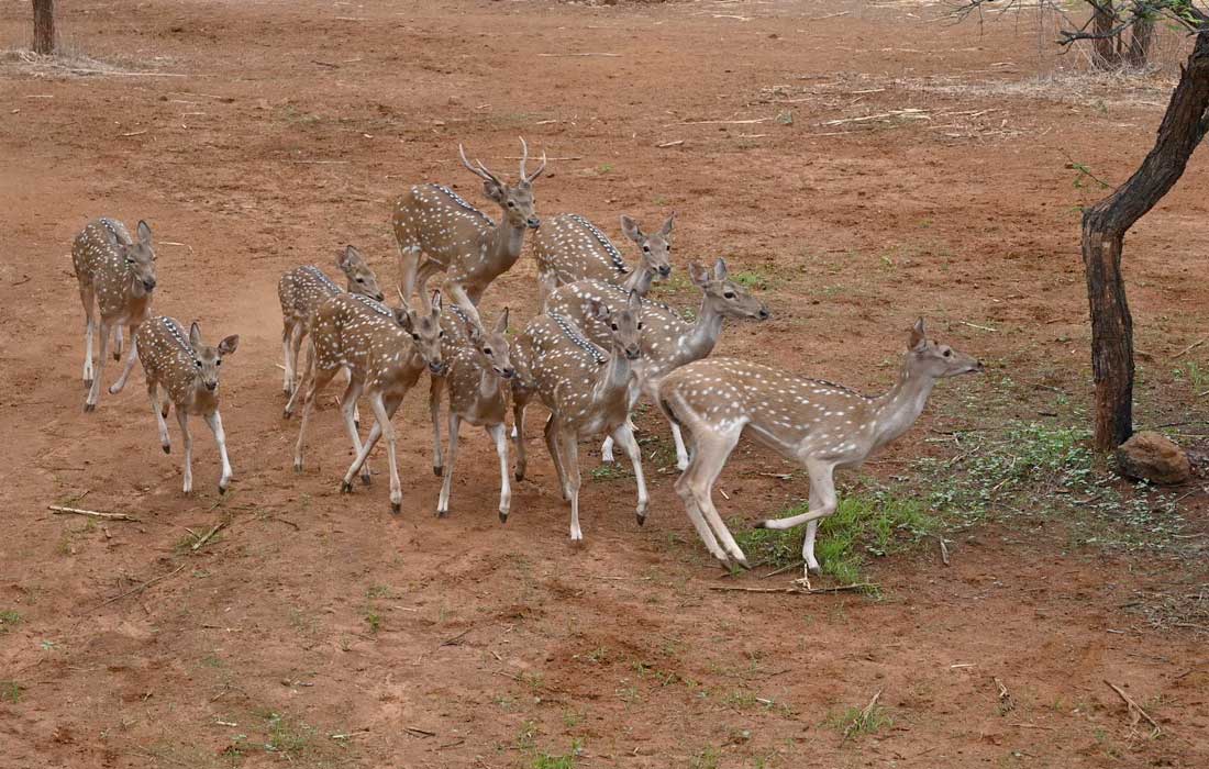 Kerala zoo deer deaths after stray dog attack