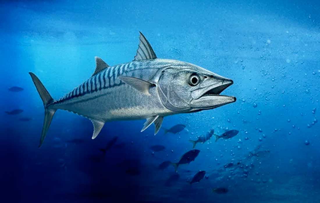 Abu Dhabi scientists discover second kingfish spawning season