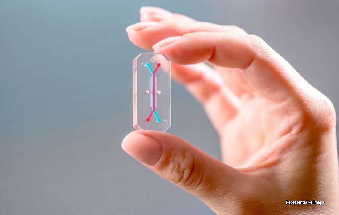 Lung-on-chip model developed using stem cells