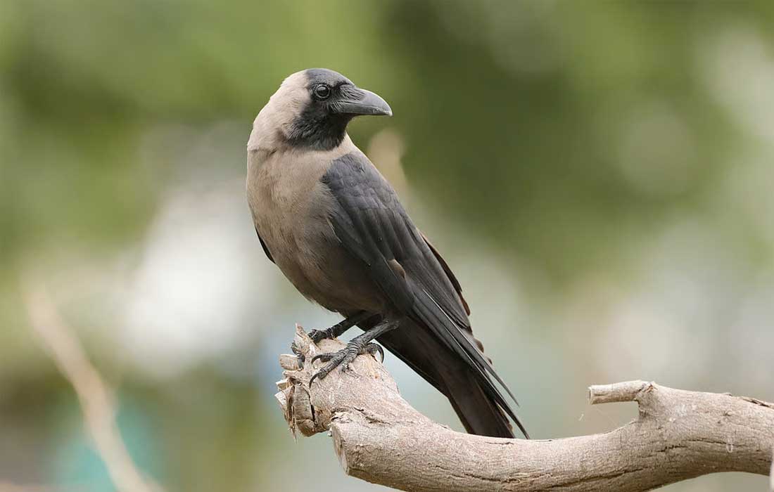 H5N1 bird flu confirmed in Chennai after mass crow deaths