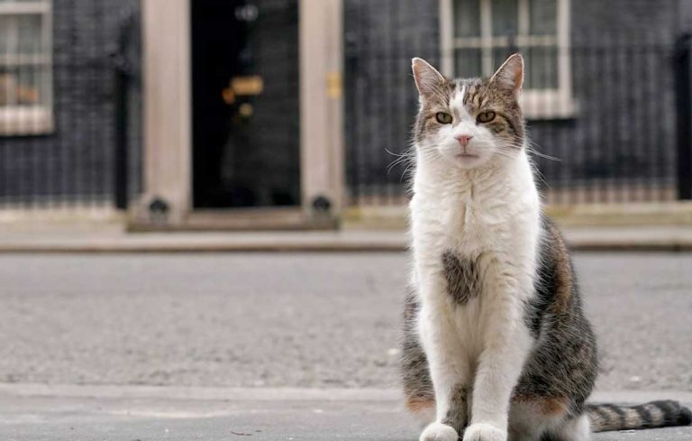 Larry the Cat, Chief Mouser, marks 19 years at Downing Street